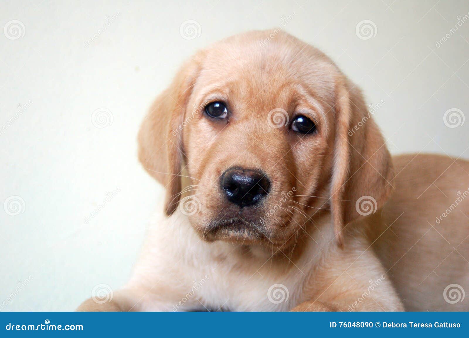 Yellow labrador puppy stock photo. Image of cute, sorry - 76048090