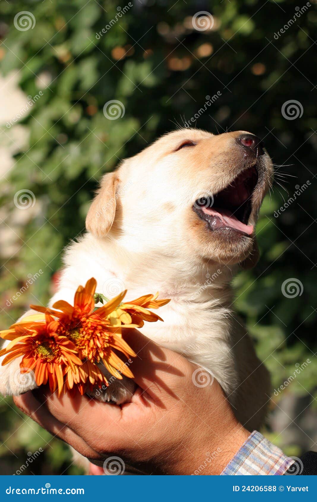 Yellow Labrador Puppy in the Hands Stock Photo - Image of orange ...