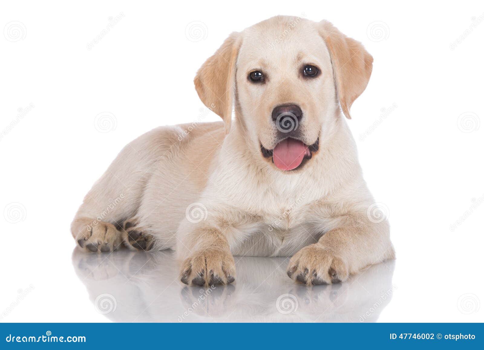 Yellow Labrador Puppy Lying Down Stock Photo - Image of resting, breed ...