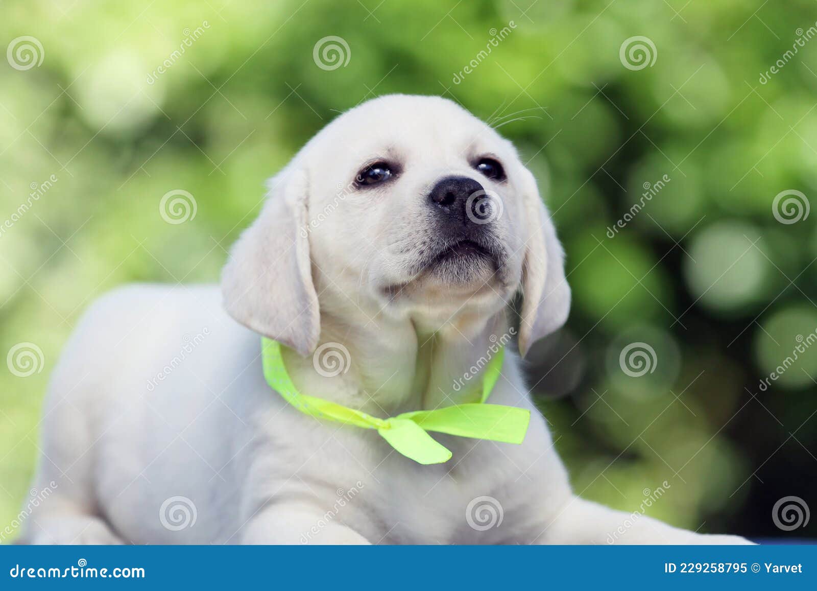 Yellow Labrador Puppy Portrait Stock Image - Image of lovely, portrait ...