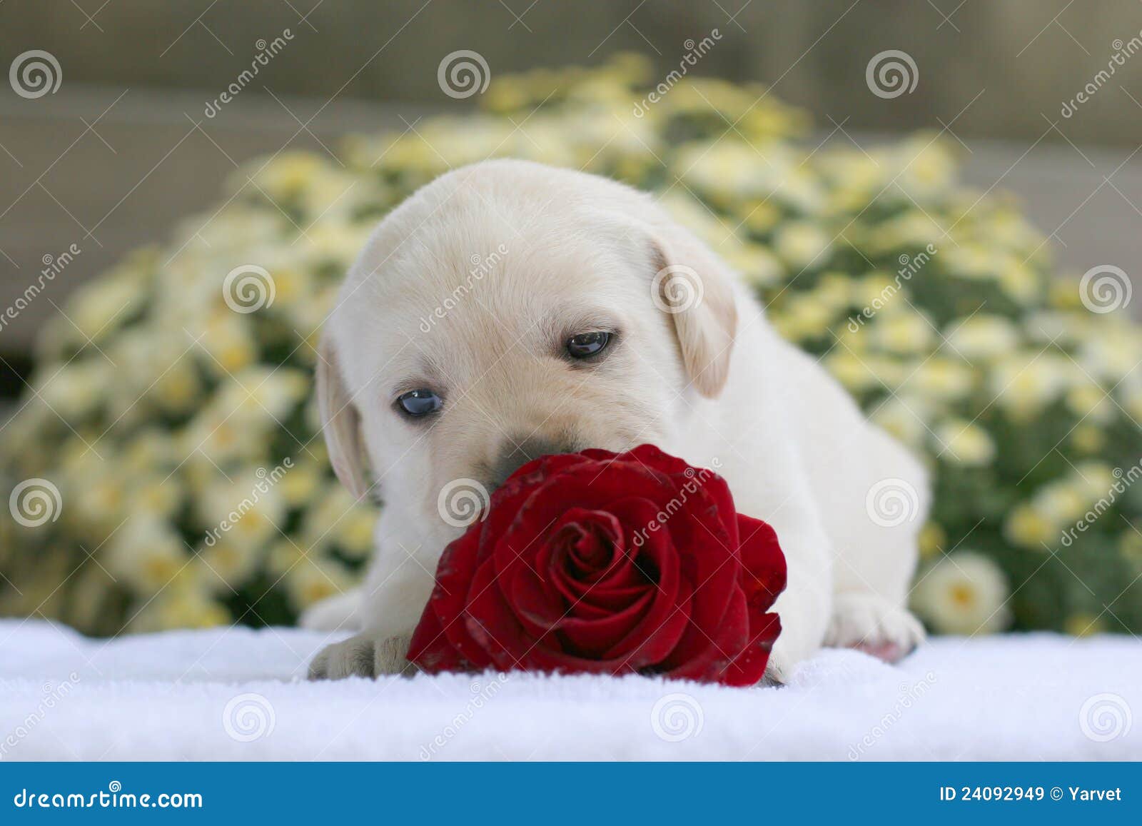 Yellow Labrador Puppy with a Red Rose Stock Image - Image of friend ...