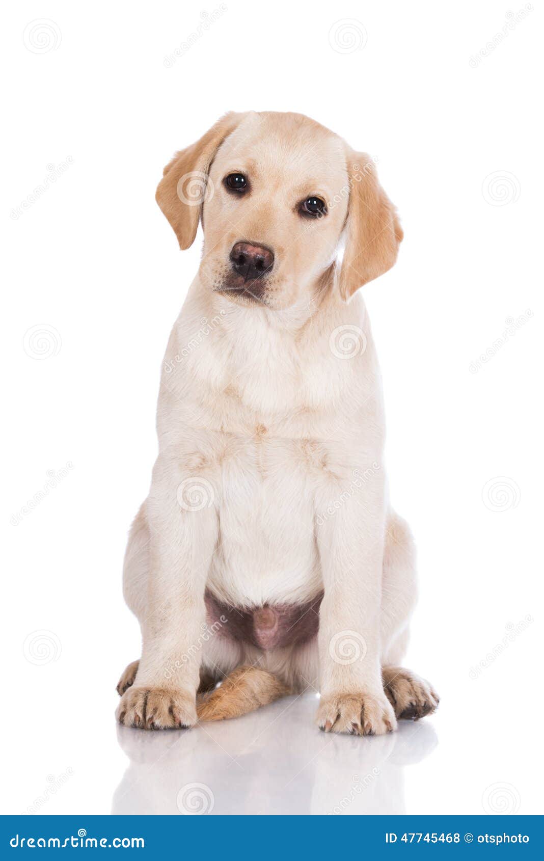 Yellow labrador puppy stock photo. Image of canine, white - 47745468