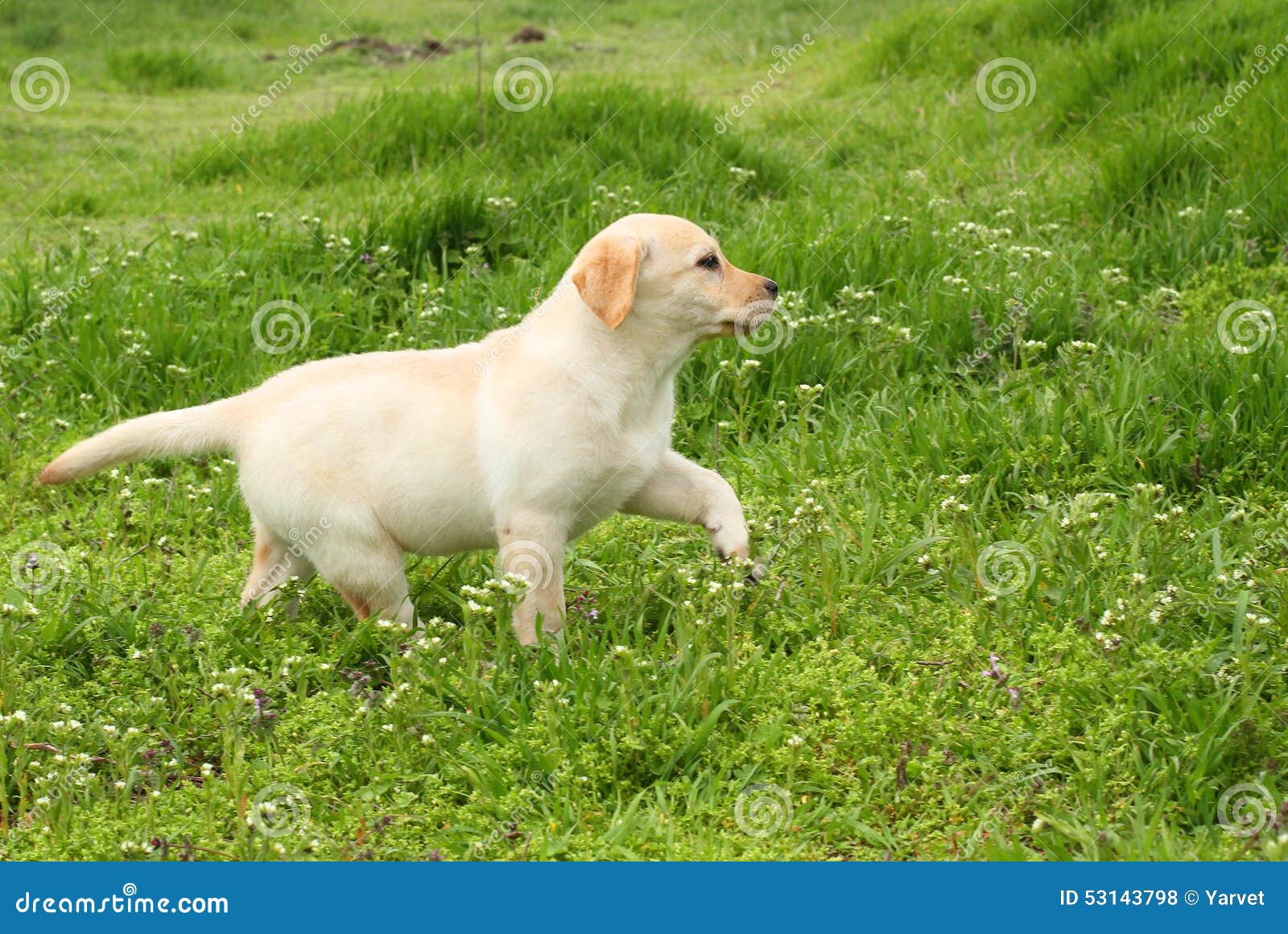 Yellow Labrador Puppy Running In Green Grass Stock Photo - Image: 53143798