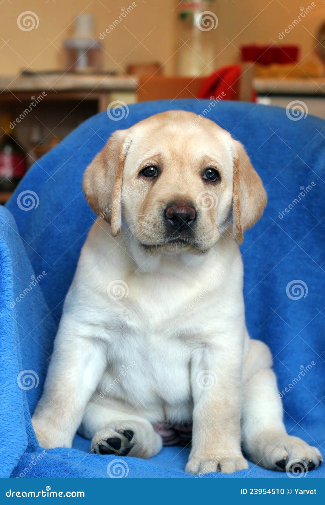 Yellow Labrador Puppy on the Sofa Stock Photo - Image of friend, breed ...