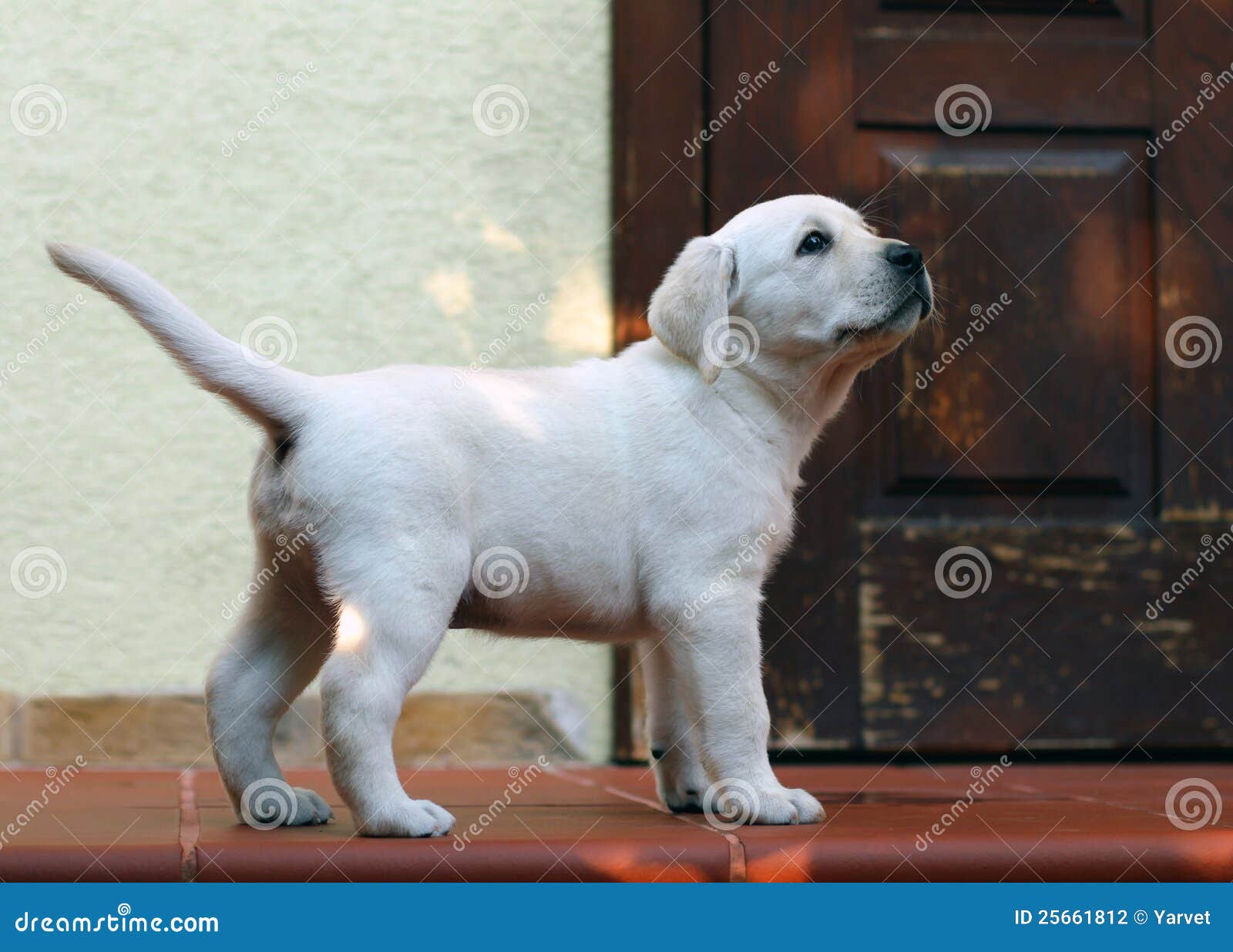 Yellow Labrador Puppy Standing at the Door Stock Photo - Image of ...