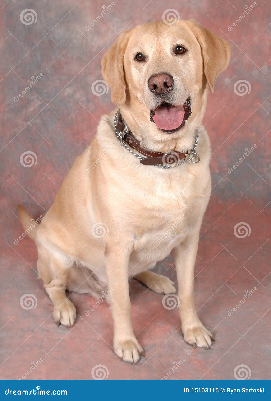 Yellow Labrador Retriever stock image. Image of companion - 15103115