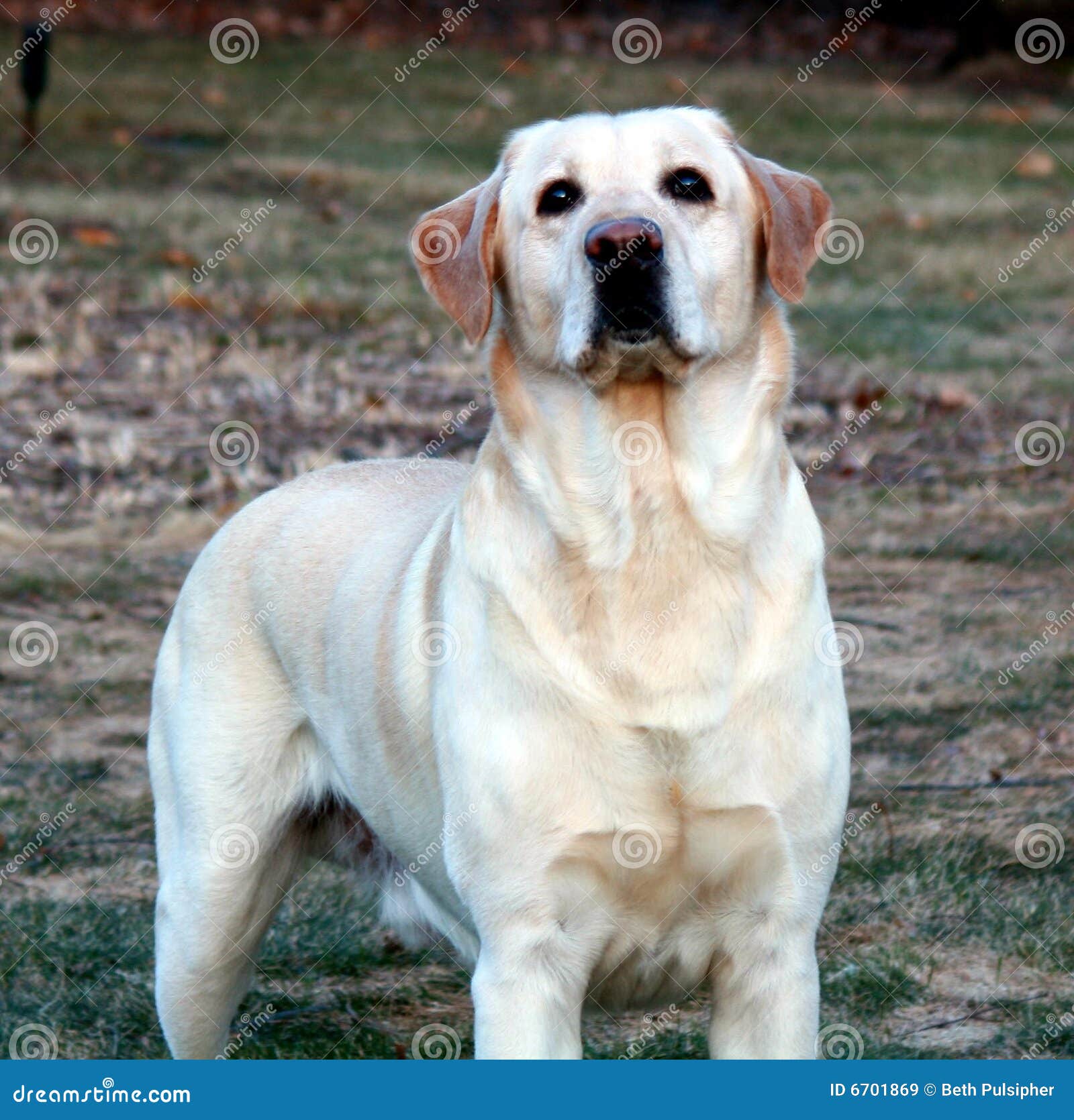Yellow Labrador Retriever stock image. Image of purebred - 6701869