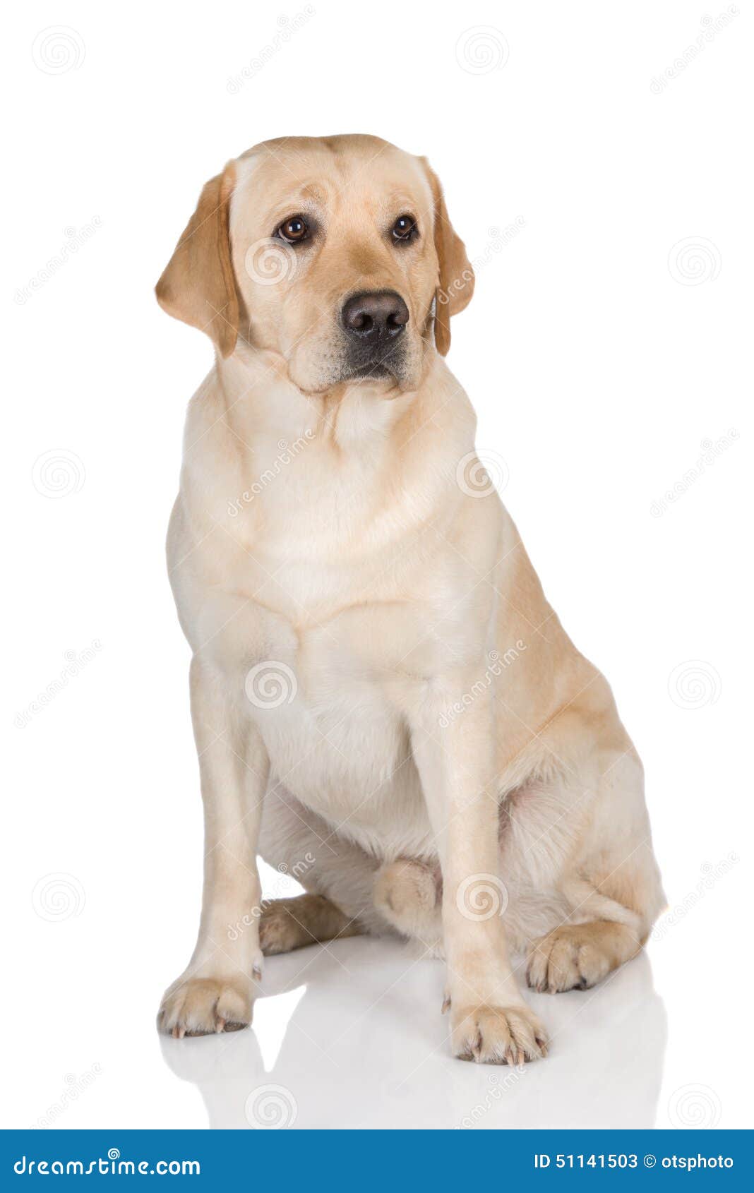 Yellow Labrador Retriever Dog Stock Image - Image of family, breed ...