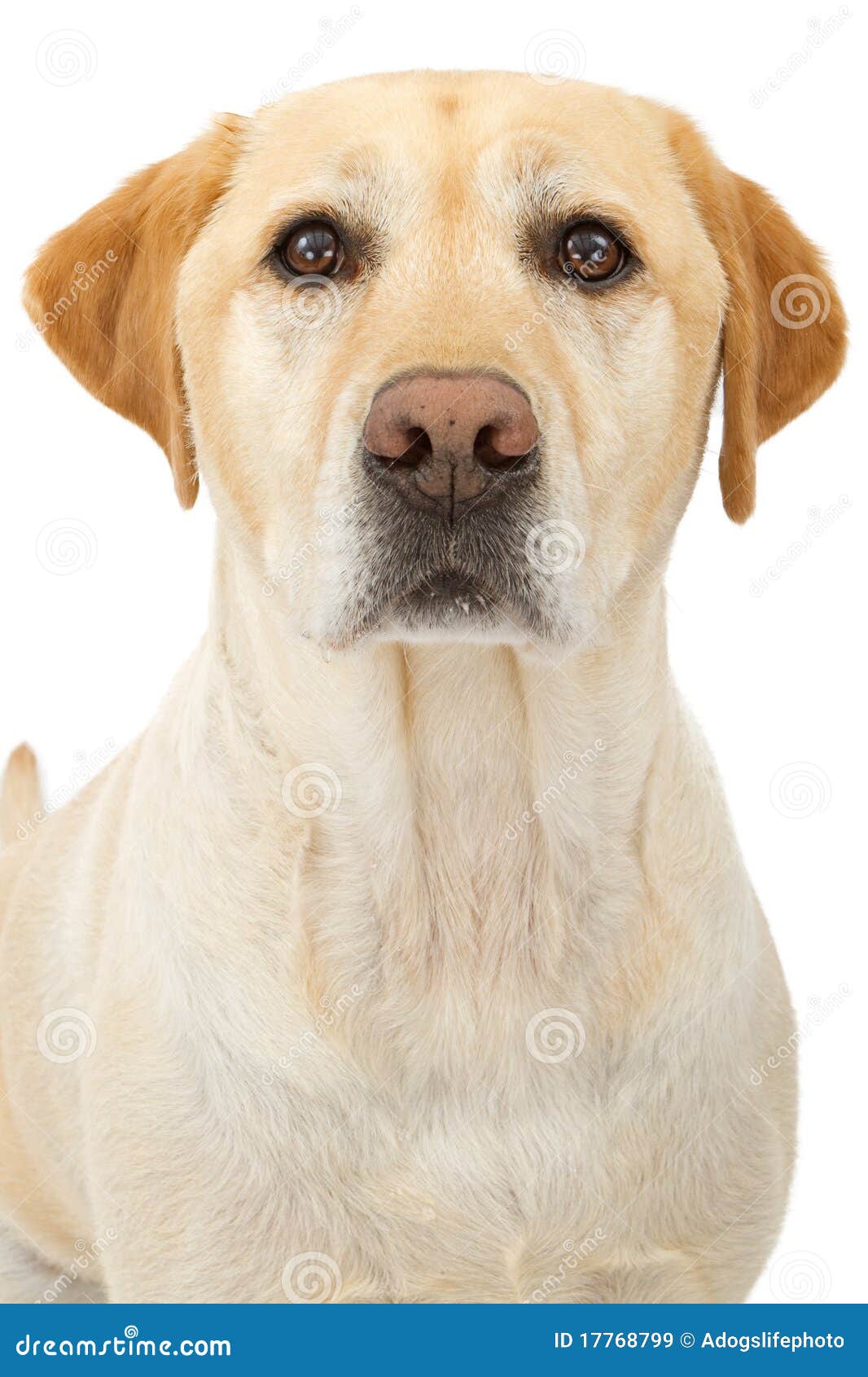 Yellow Labrador Retriever Dog Closeup Stock Image - Image of yellow ...
