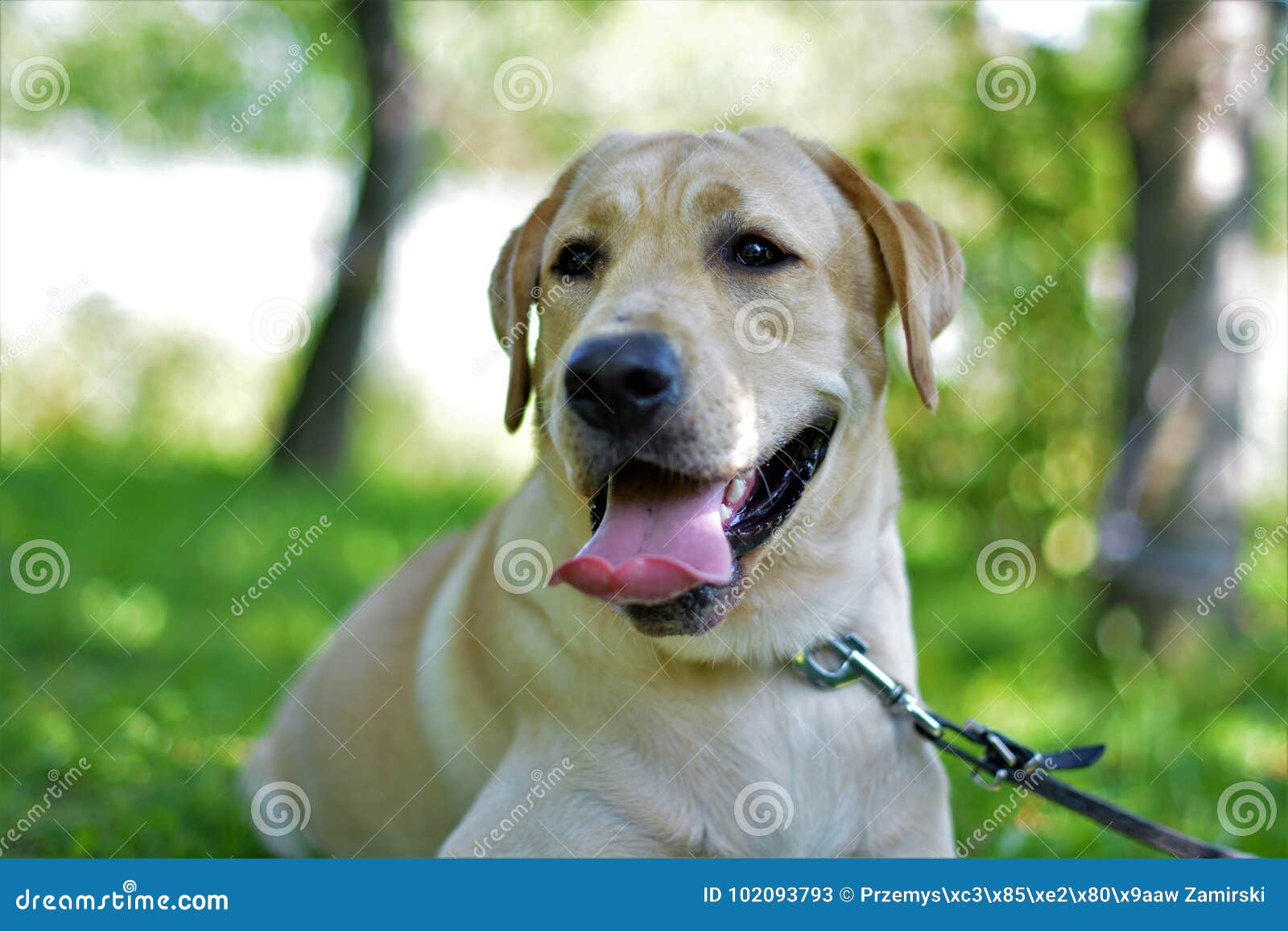 Yellow Labrador Retriever Dog Stock Image - Image of pink, green: 102093793