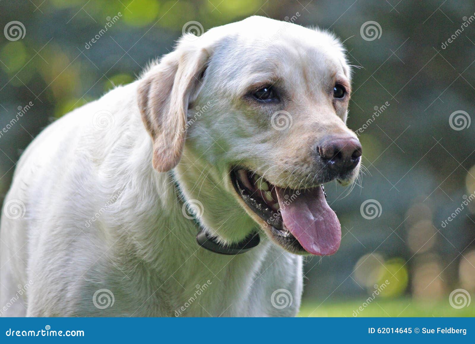 Yellow Labrador stock image. Image of tongue, canine - 62014645