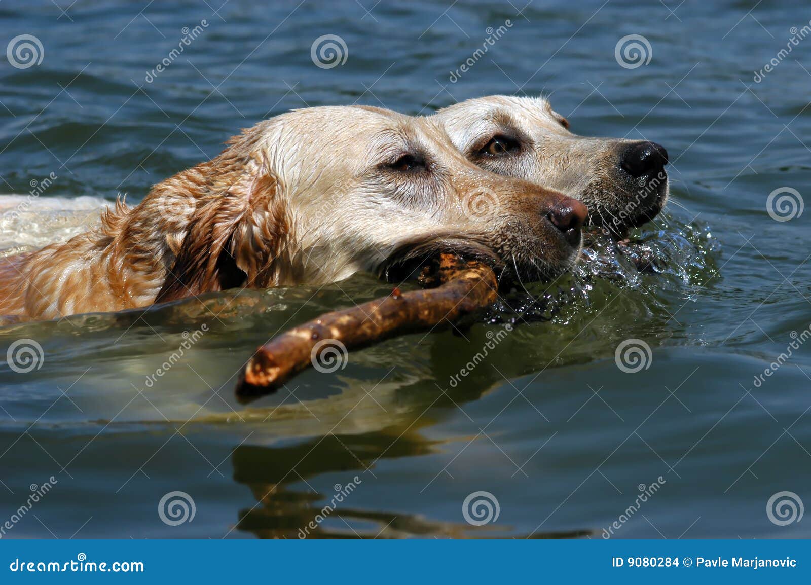 Yellow Labrador Retriever Dogs Swimming Stock Photo - Image of yellow ...