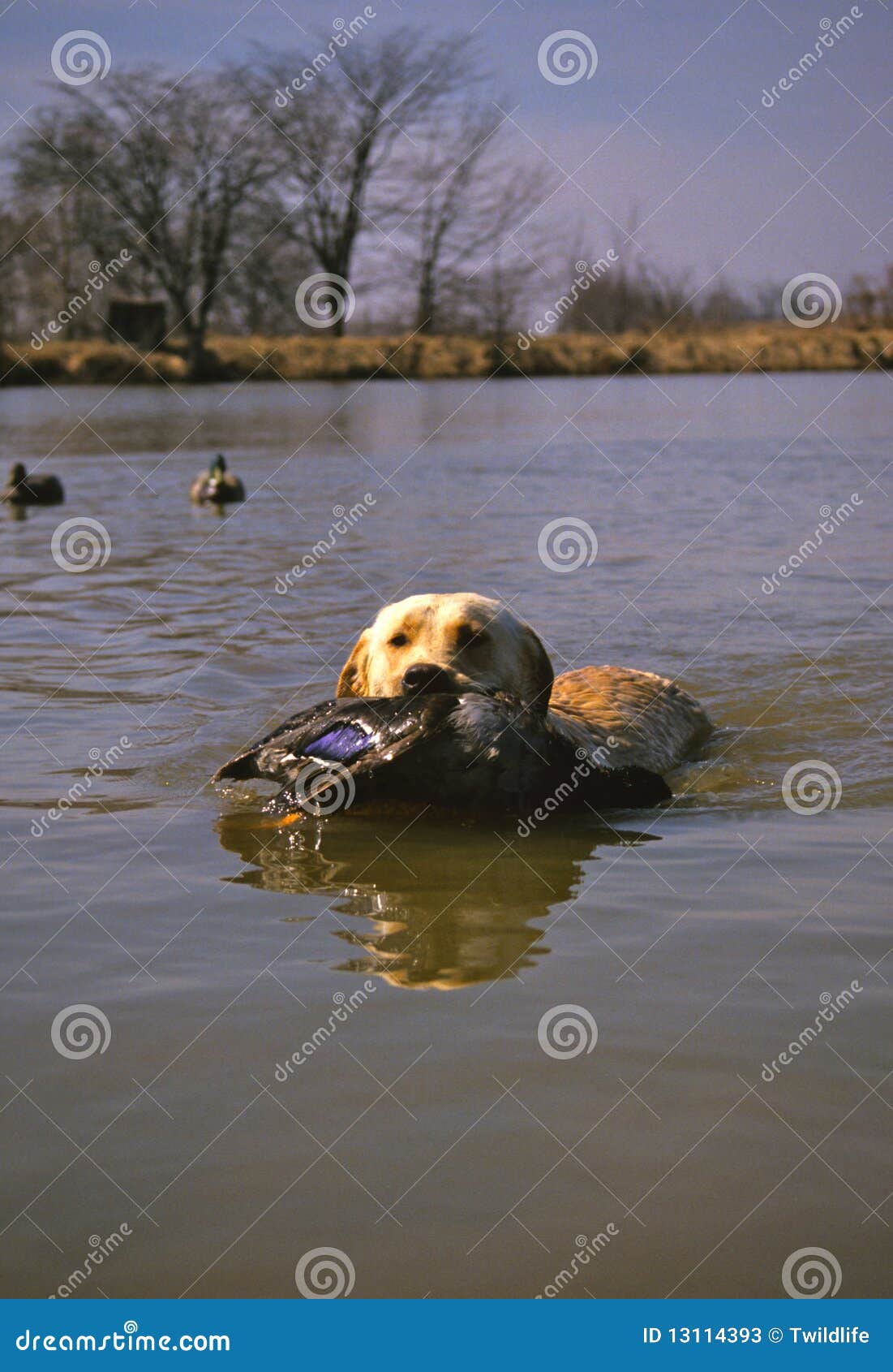 Yellow Labrador Retriever with Duck Stock Image - Image of ducks, bird ...