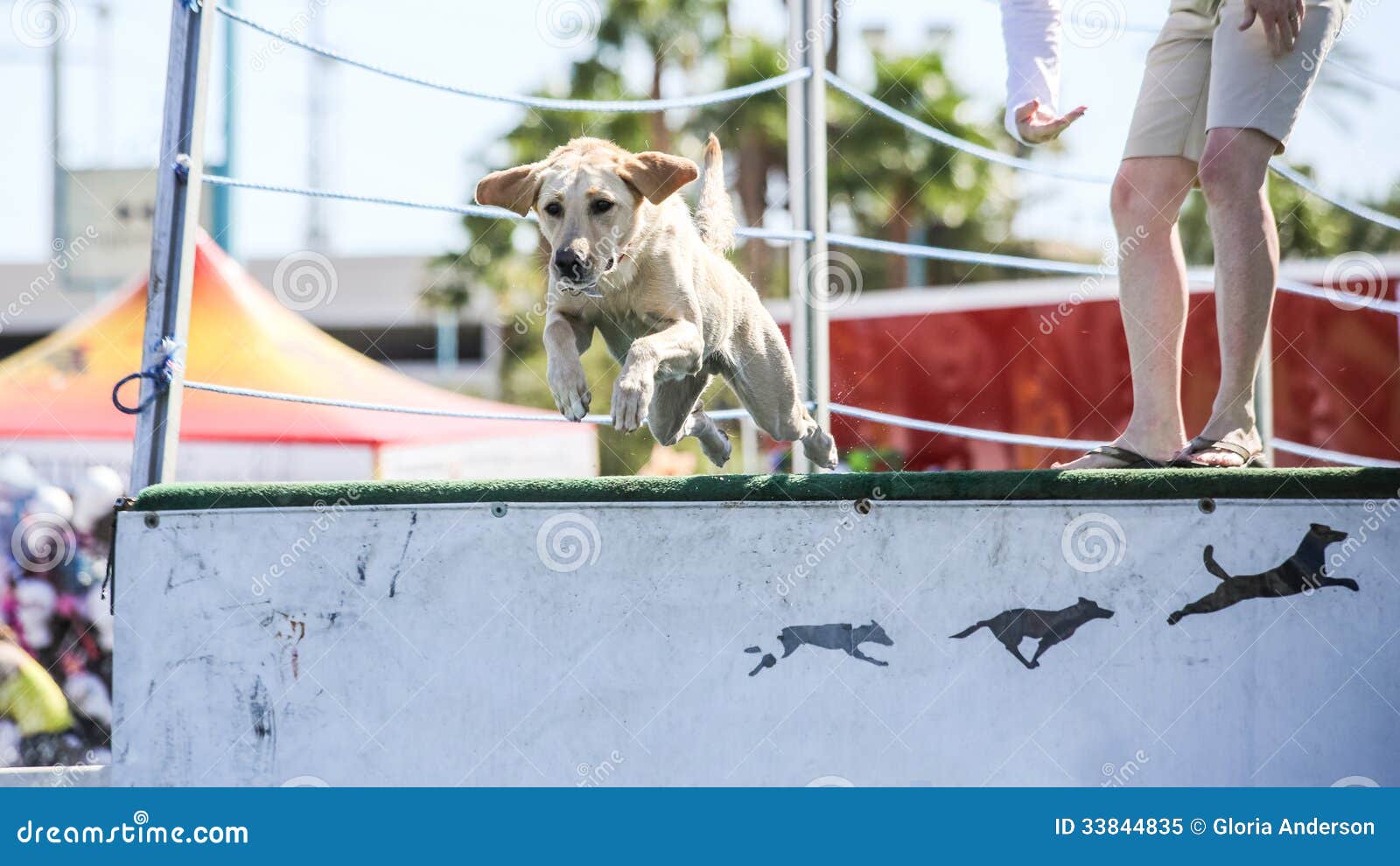Yellow Labrador Retriever Jumping Off Dock Stock Image - Image of ...