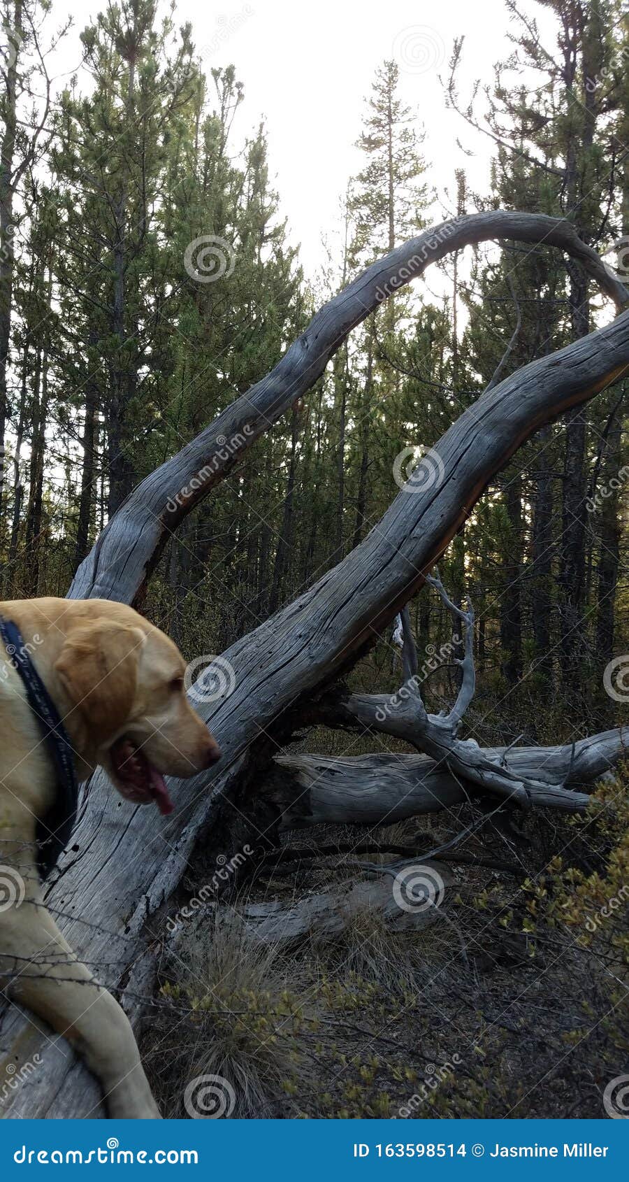Yellow Labrador Retriever Jumping Old Fallen Tree Stock Photo - Image ...