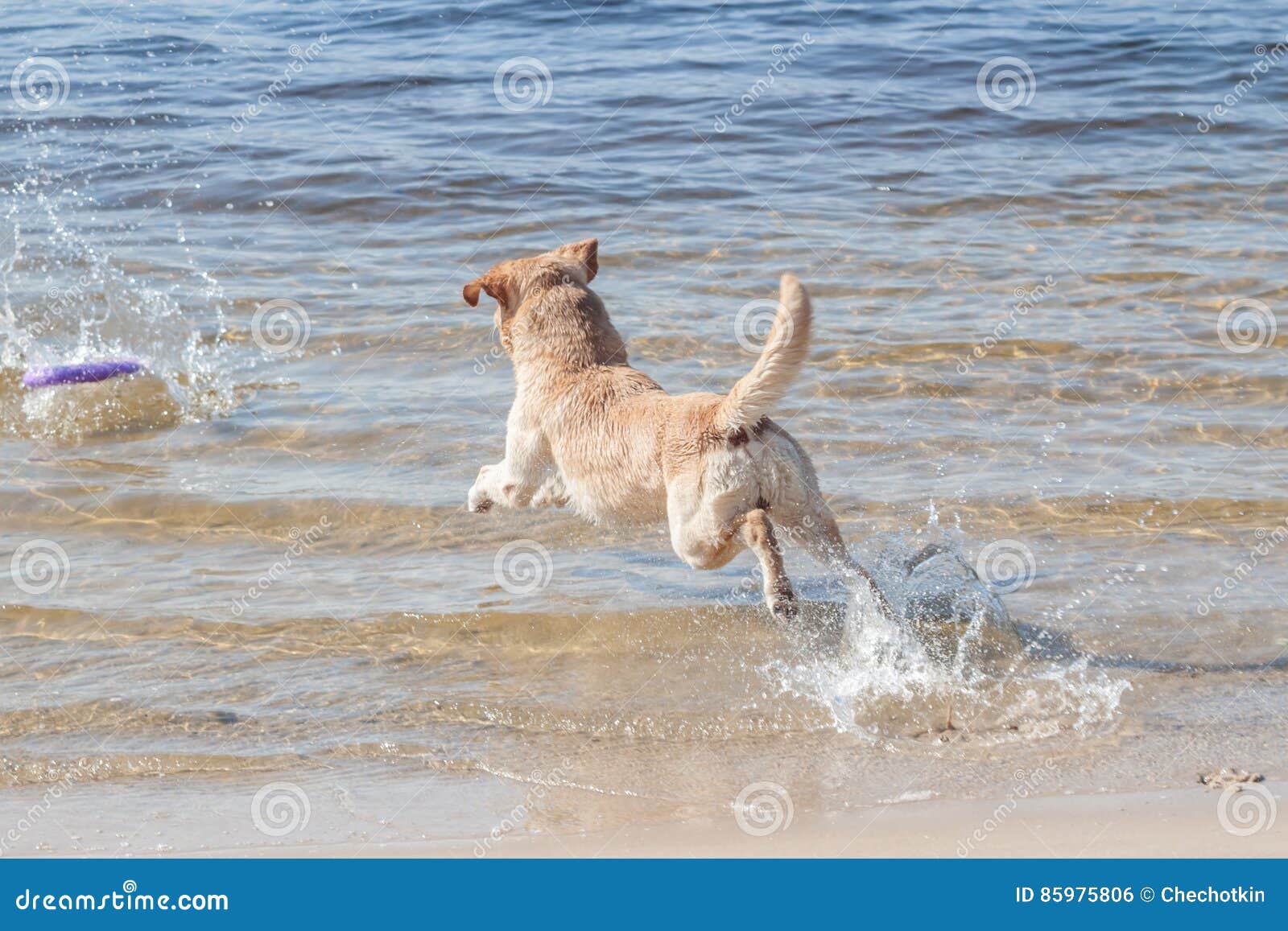 Yellow Labrador Retriever Jumping into Water Stock Photo - Image of ...