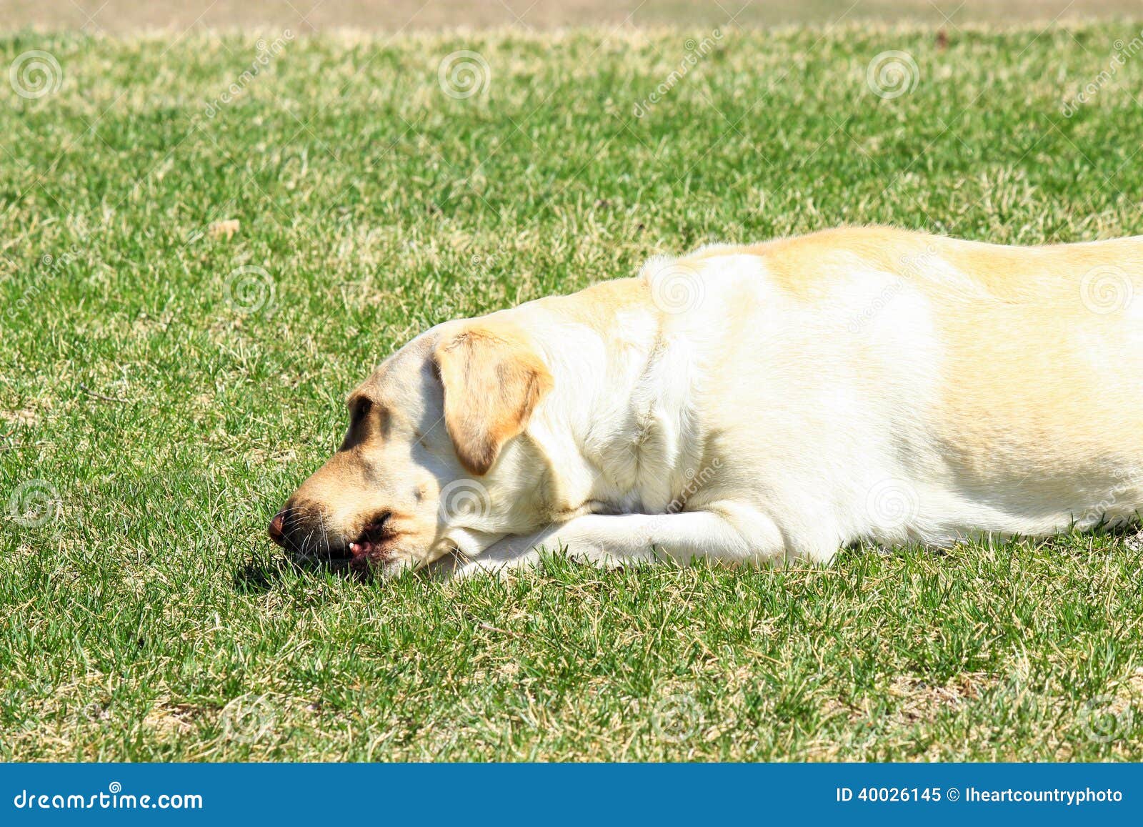 Yellow Labrador Retriever stock image. Image of outdoor - 40026145