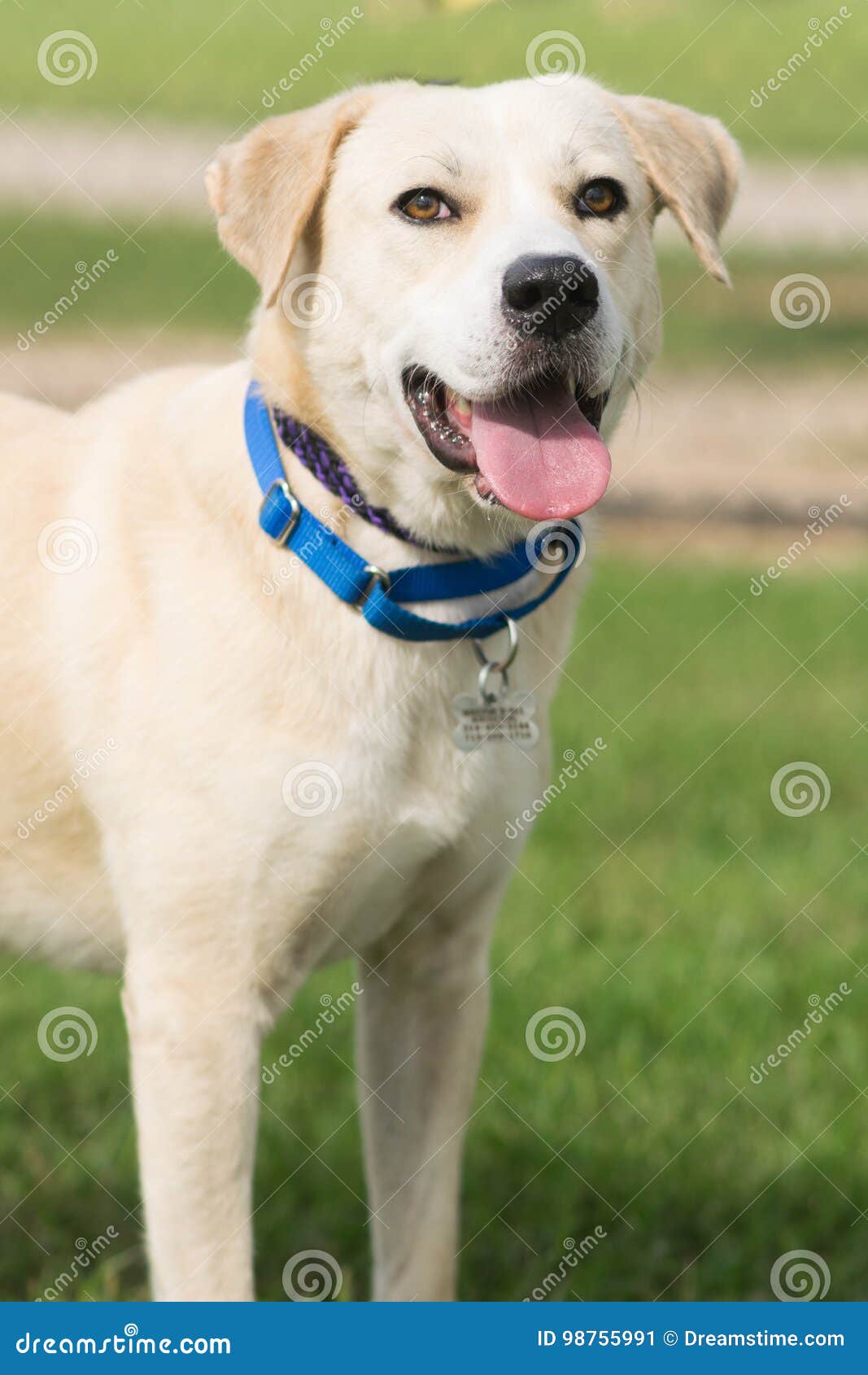 Yellow Labrador Retriever Mix Stock Image - Image of young, adopt: 98755991