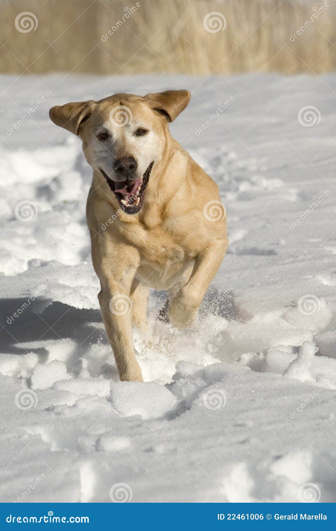 Yellow Labrador Retriever Playing in the Snow. Stock Photo - Image of ...