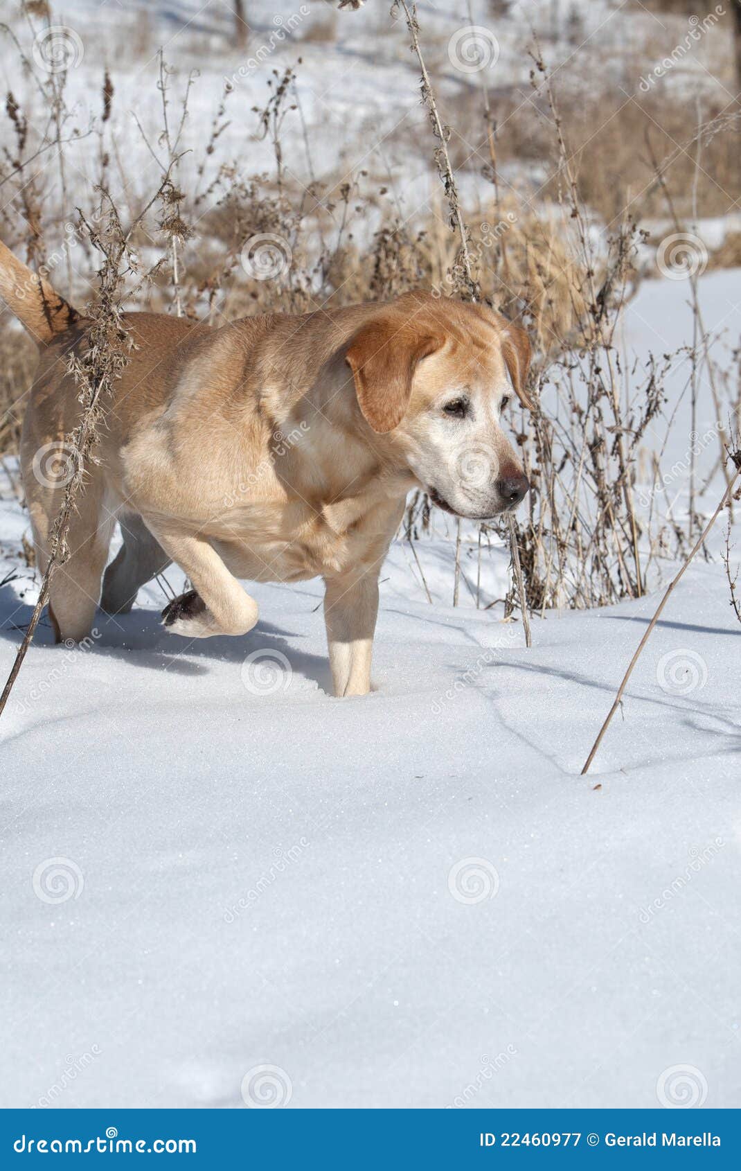 Yellow Labrador Retriever Pointing Stock Image - Image of retriever ...
