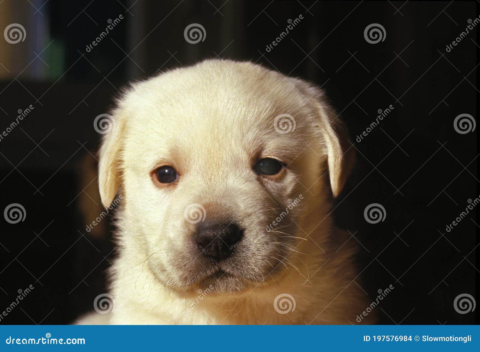 Yellow Labrador Retriever, Portrait of Pup Stock Photo - Image of ...