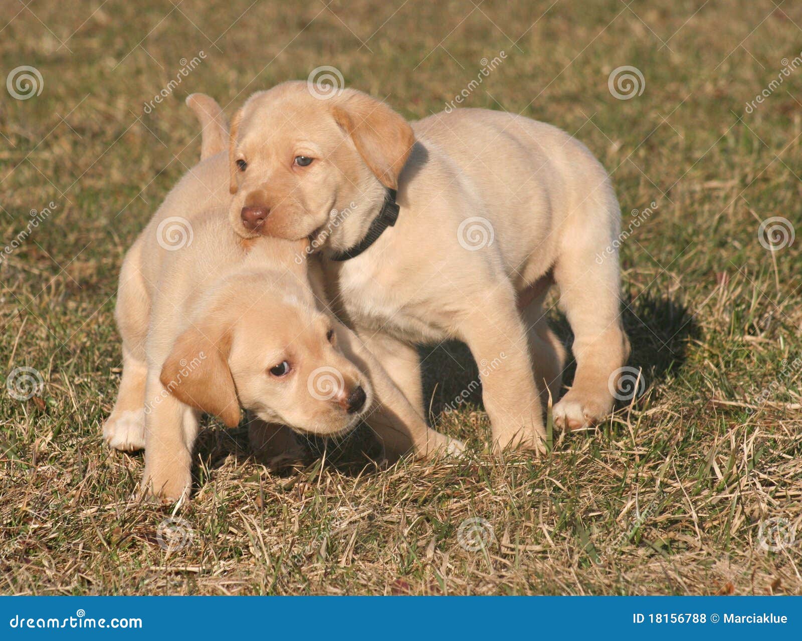 Yellow Labrador Retriever Puppies Stock Photo - Image of puppy, furry ...