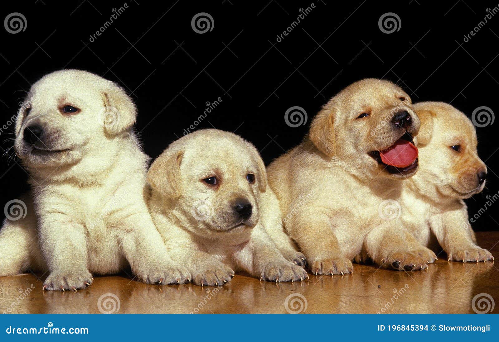 Yellow Labrador Retriever Puppies Stock Photo - Image of indoors ...