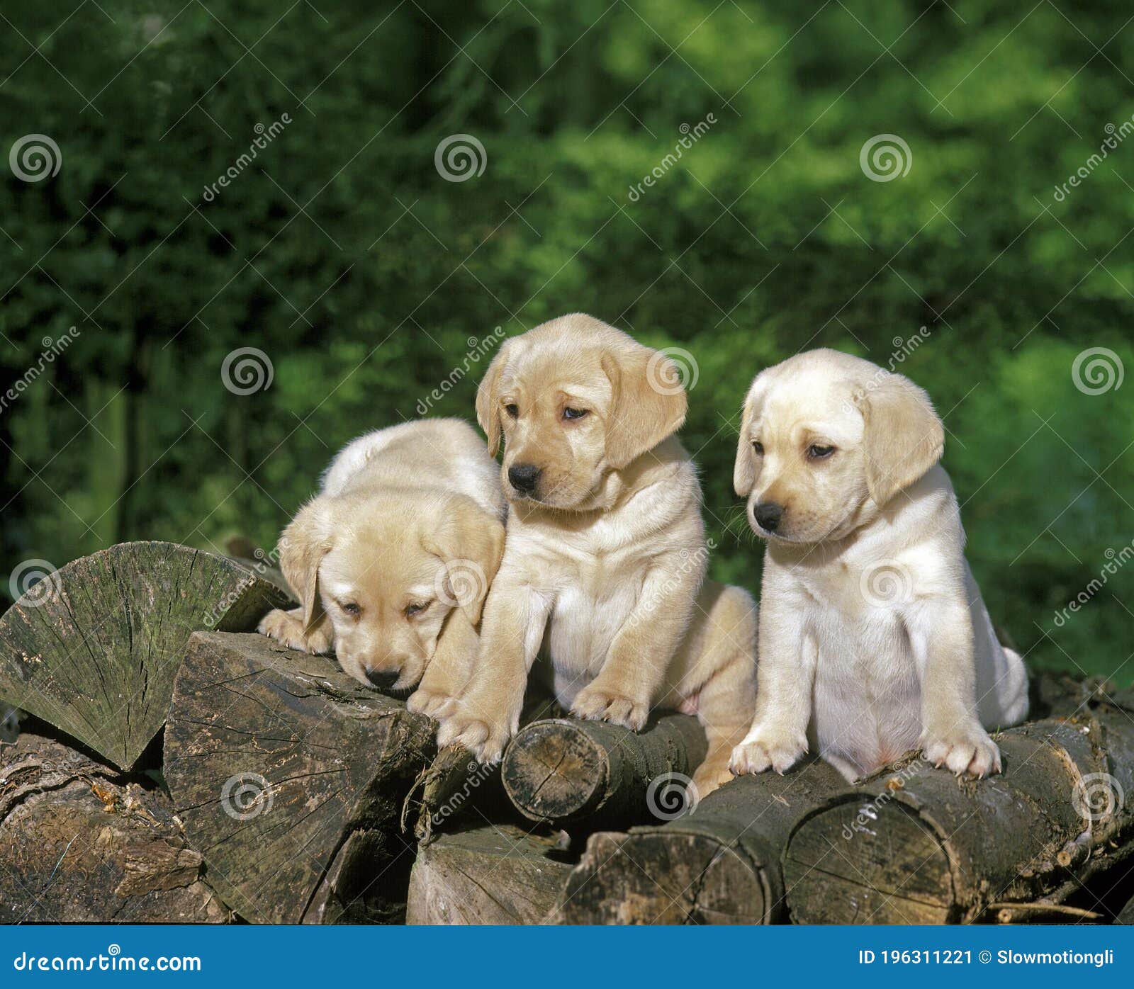 Yellow Labrador Retriever, Puppies Standing on Stack of Wood Stock ...