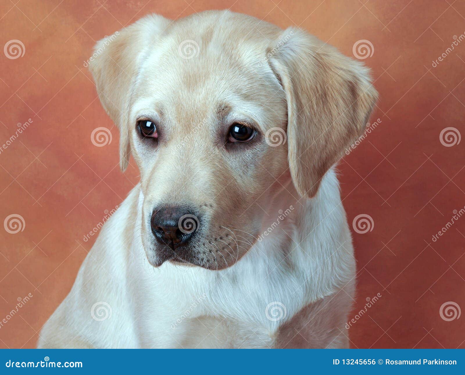 Yellow Labrador Retriever Puppy Stock Photo - Image of retriever ...