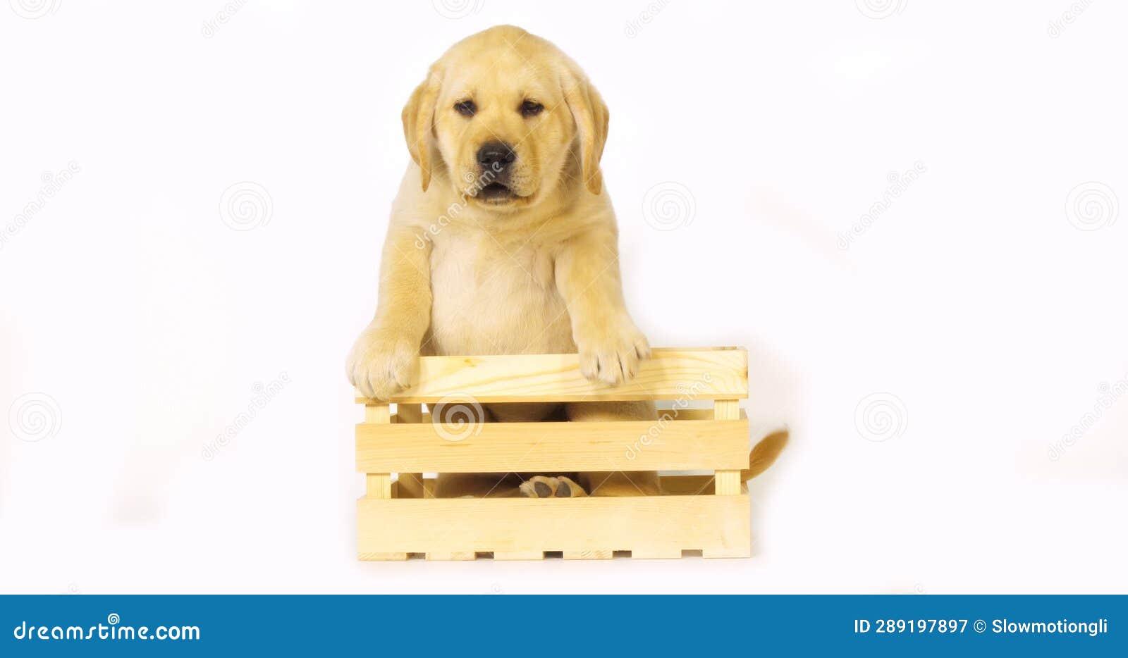 Yellow Labrador Retriever, Puppy Playing in a Box on White Background ...