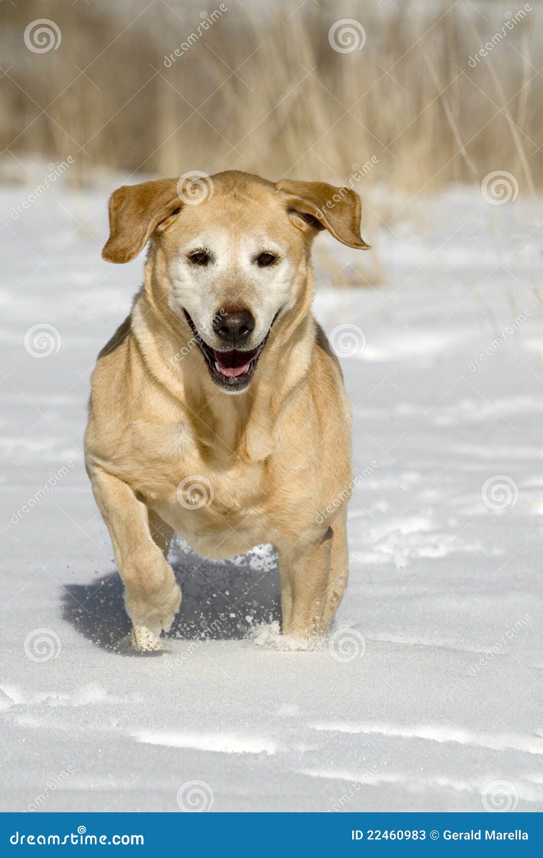 Yellow Labrador Retriever Running in the Snow. Stock Image - Image of ...
