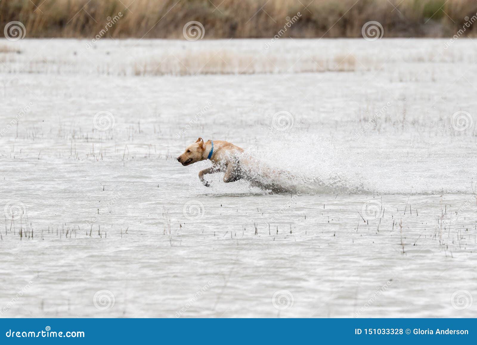 Yellow Labrador Retriever Running through the Water at a Hunt Test ...