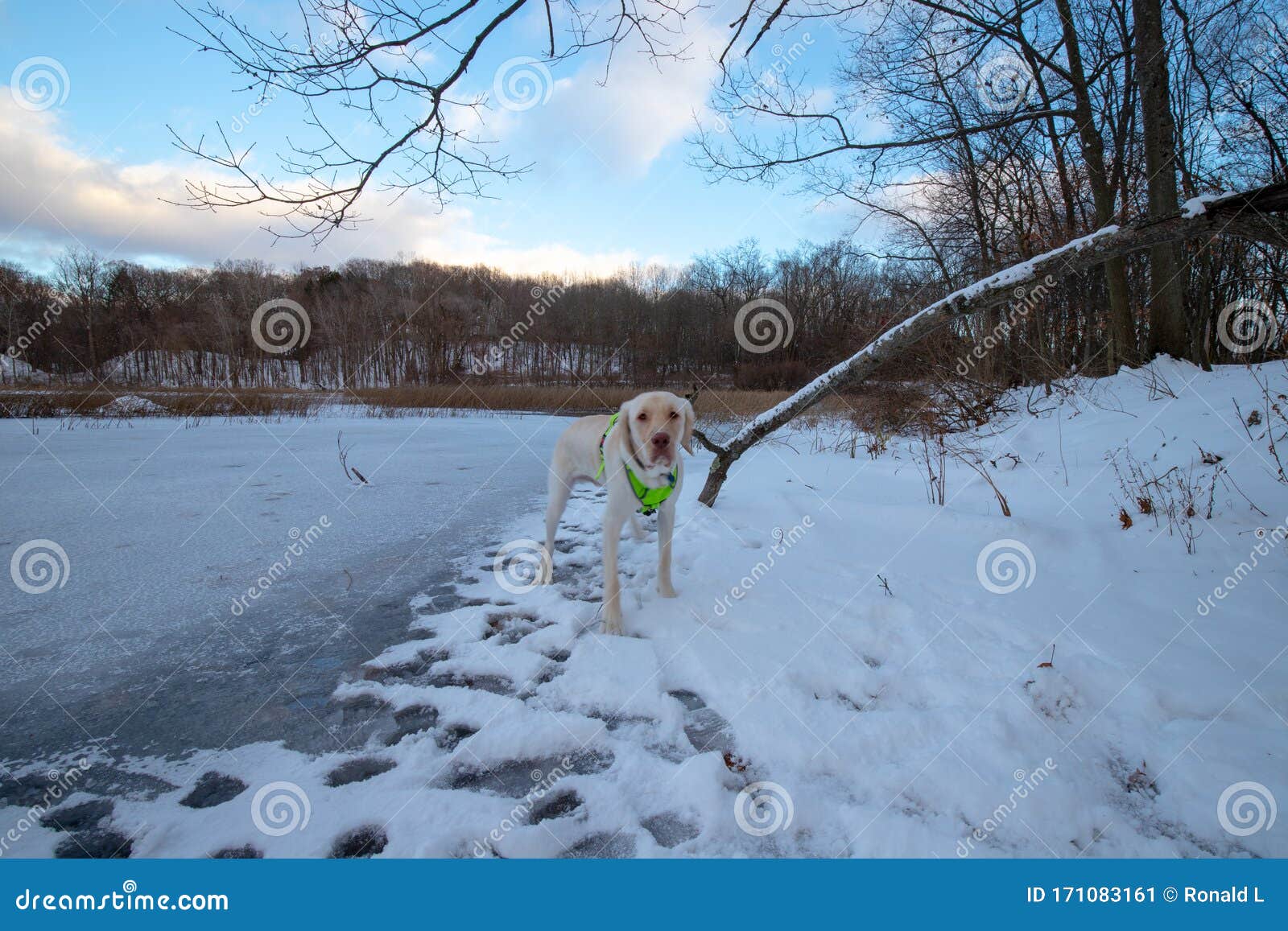 A Yellow Labrador Retriever Standing on the Snow Stock Image - Image of ...
