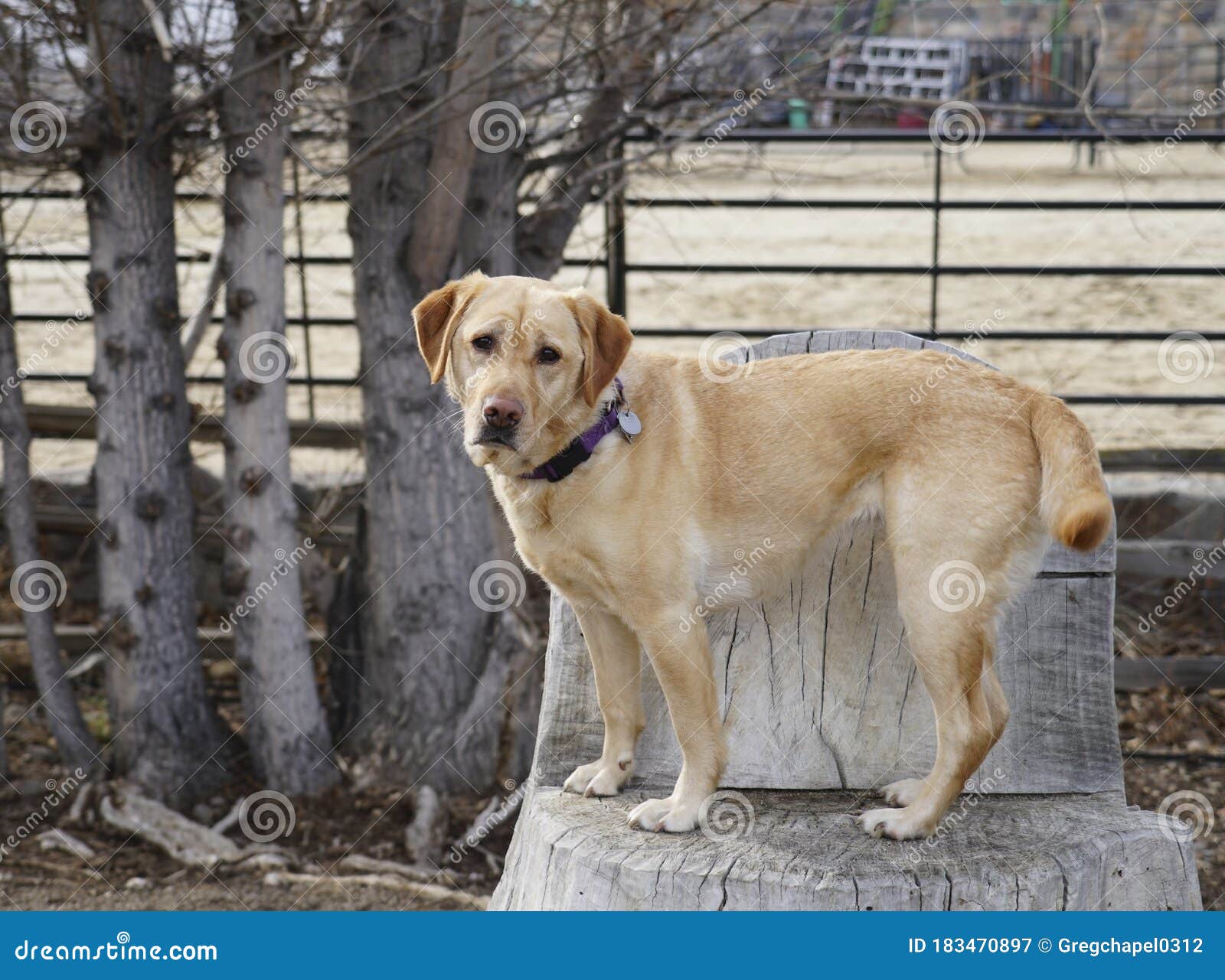 Yellow Labrador Retriever Standing on Tree Stump. Stock Image - Image ...