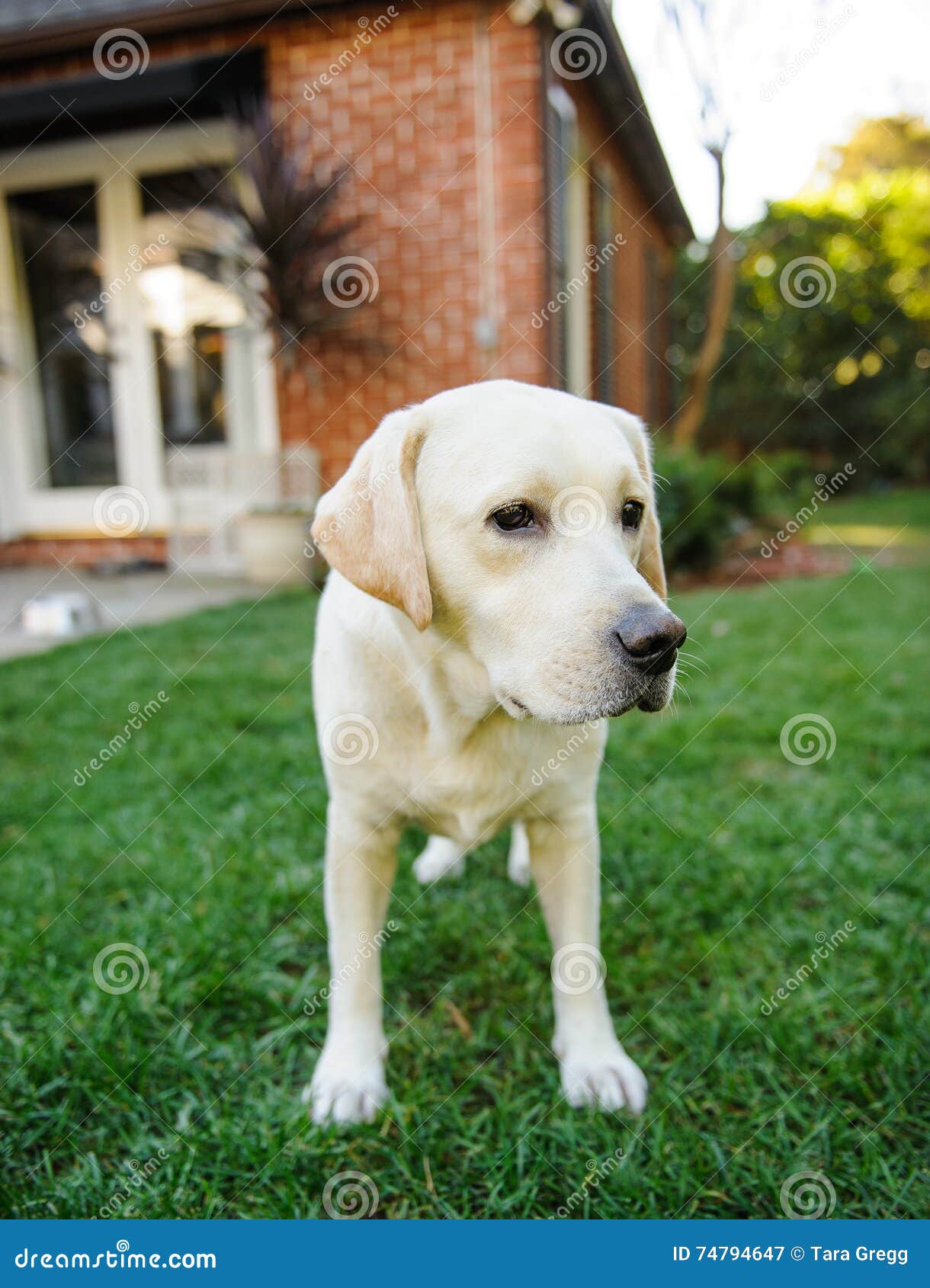 Yellow Labrador Retriever Standing in Yard Stock Image - Image of brick ...