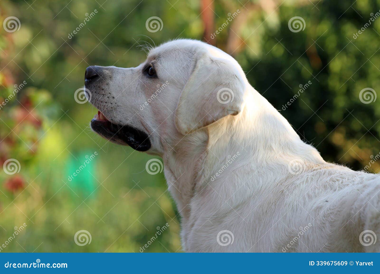 Yellow Labrador Retriever in Summer Close Up Stock Image - Image of ...