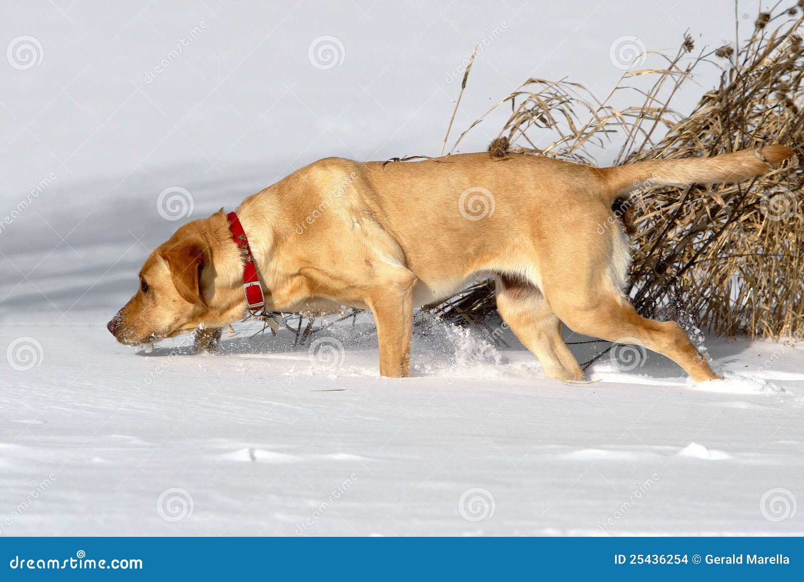 Yellow Labrador Retriever Tracking Stock Photo - Image of retriever ...