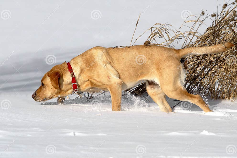 Yellow Labrador Retriever Tracking Stock Photo - Image of retriever ...