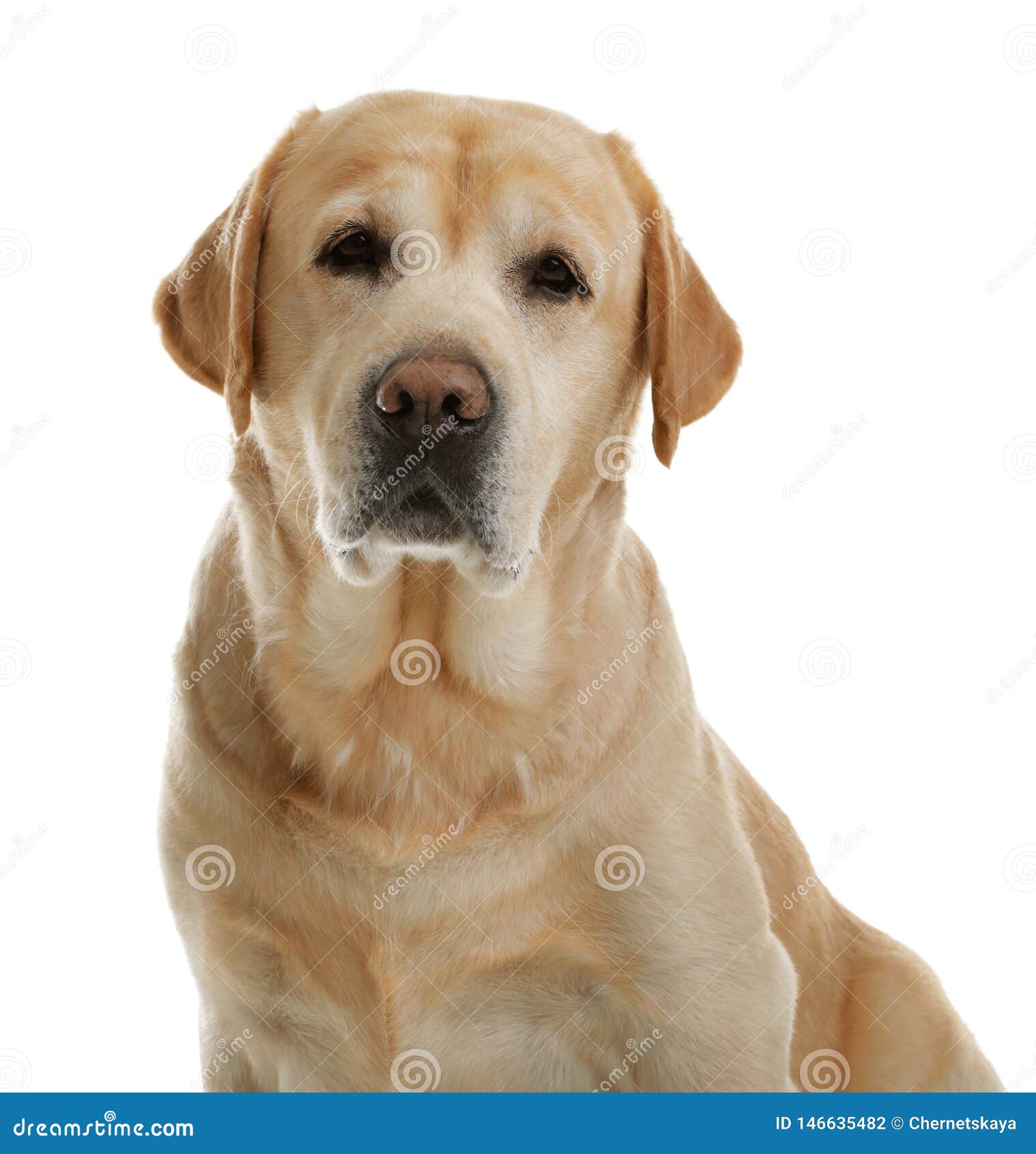 Yellow Labrador Retriever on White Background Stock Photo - Image of ...