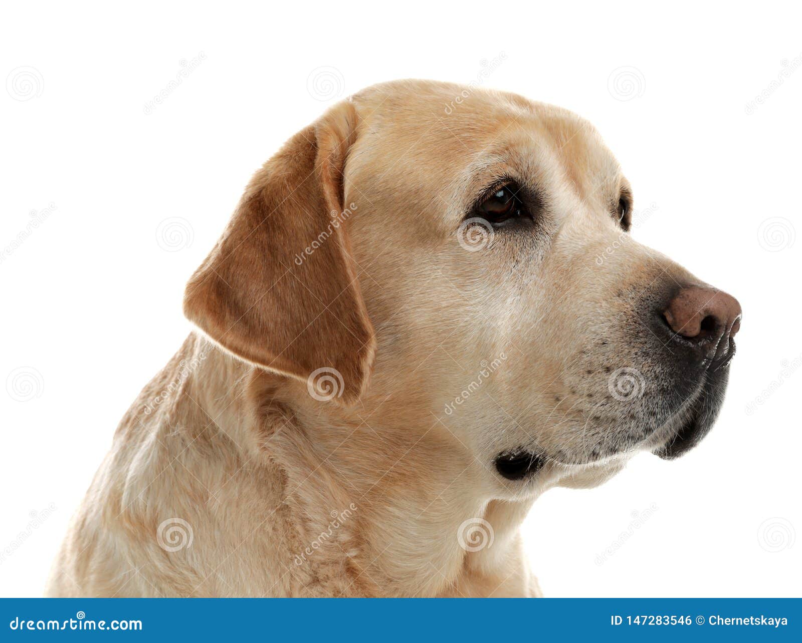 Yellow Labrador Retriever on White Background Stock Photo - Image of ...