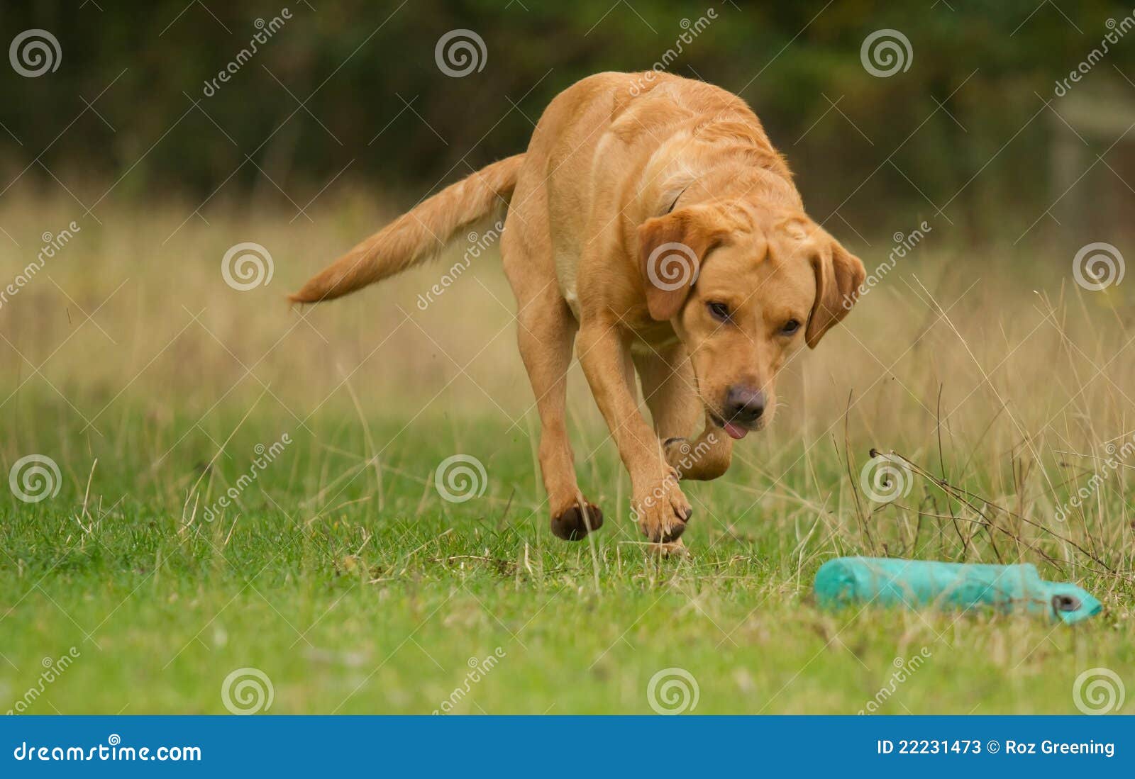 Yellow Labrador Retrieving Dummy Stock Image - Image of retriever ...