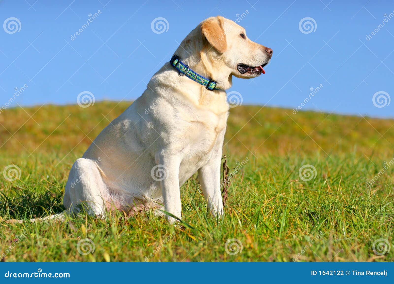 Yellow Labrador Sitting stock photo. Image of puppy, park - 1642122