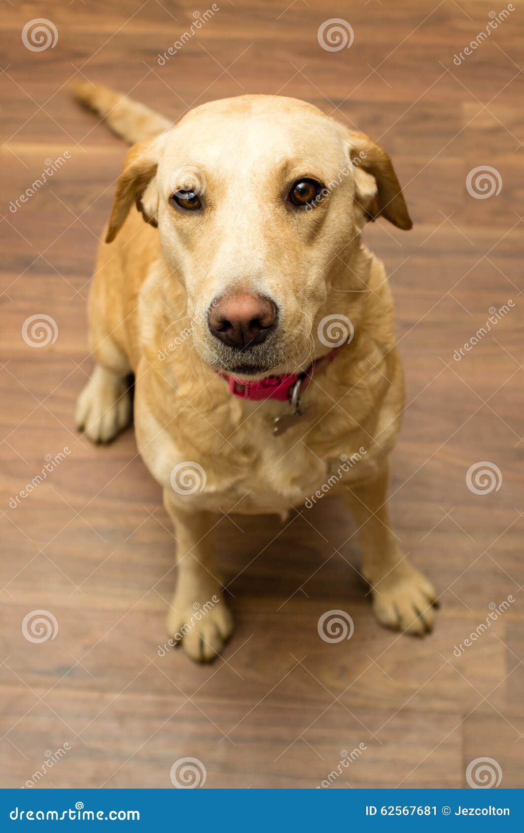 Yellow Labrador stock image. Image of pedigree, companionship - 62567681