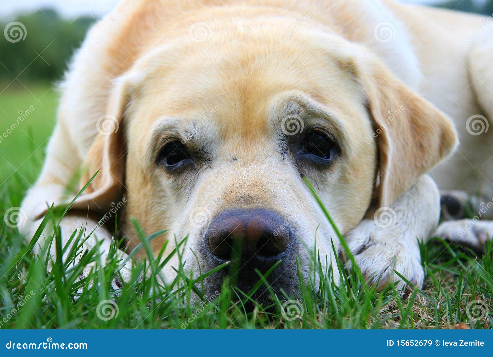 Yellow Labrador sleeping stock image. Image of beige - 15652679