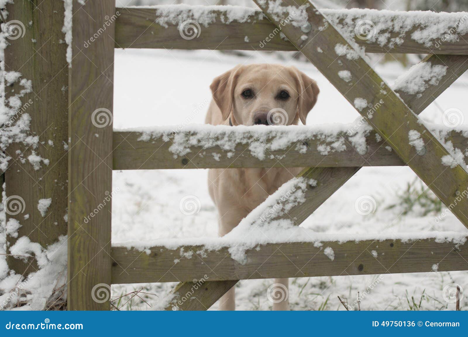 Yellow Labrador in the Snow Stock Photo - Image of countryside, snow ...