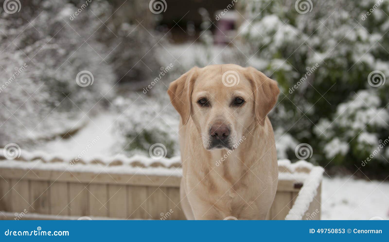 Yellow Labrador in the Snow Stock Image - Image of puppy, squeeze: 49750853