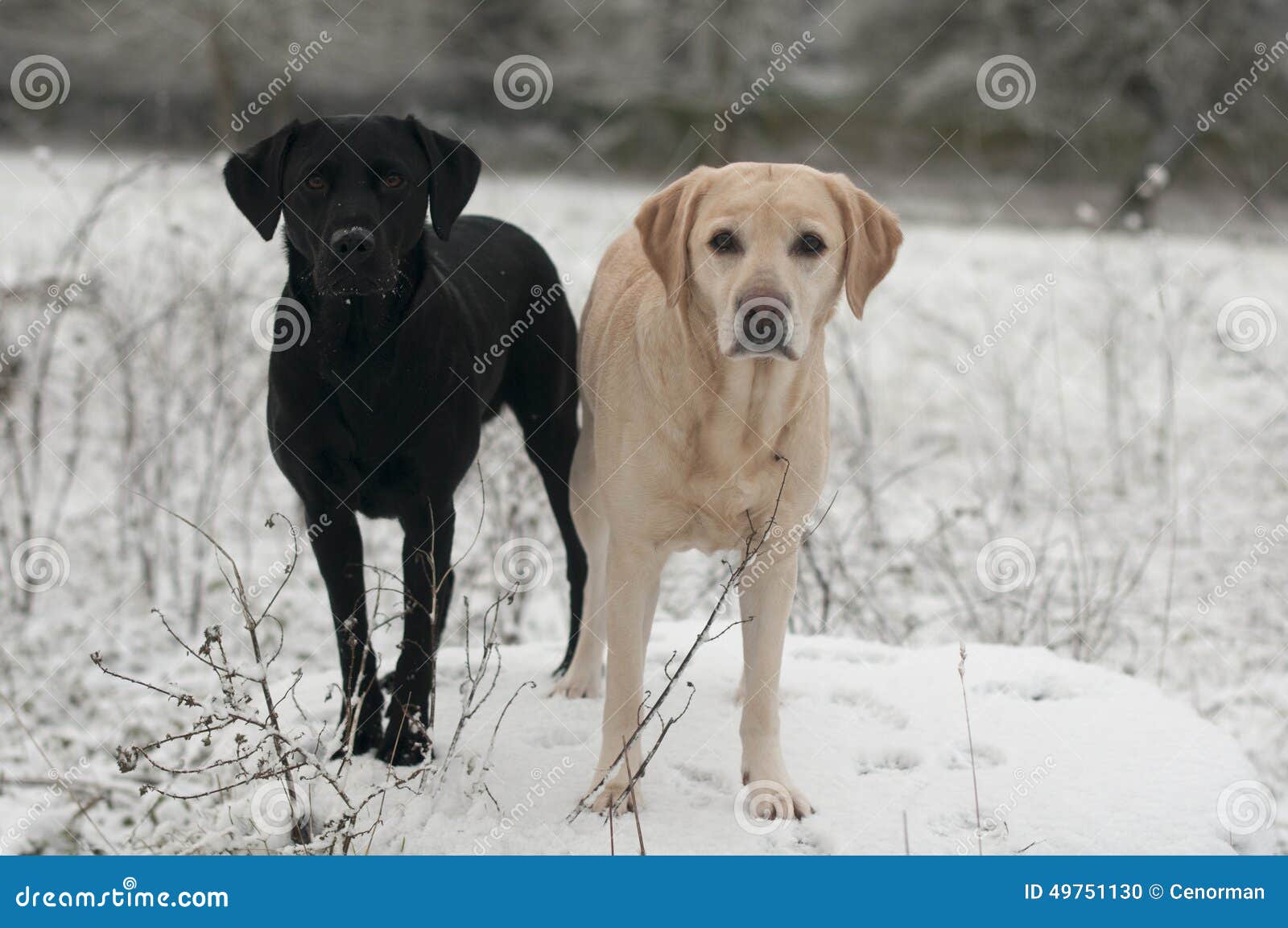 Yellow Labrador in the Snow Stock Photo - Image of squeeze, winter ...