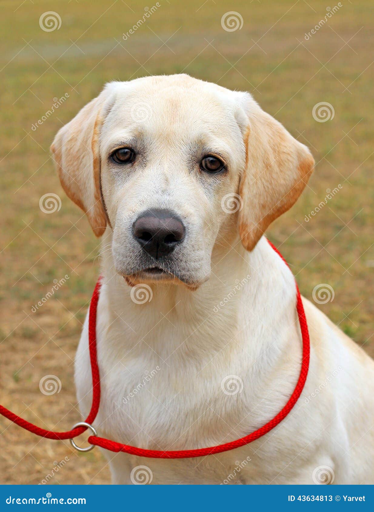 Yellow labrador in summer stock image. Image of spring - 43634813