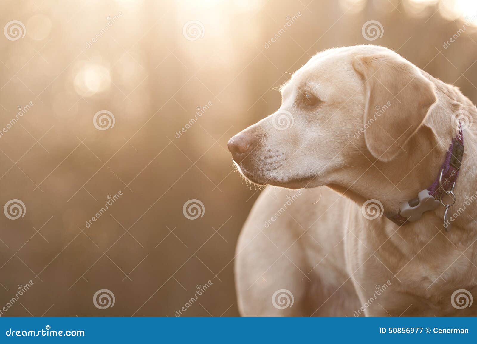 Yellow labrador in the sun stock image. Image of sunlight - 50856977