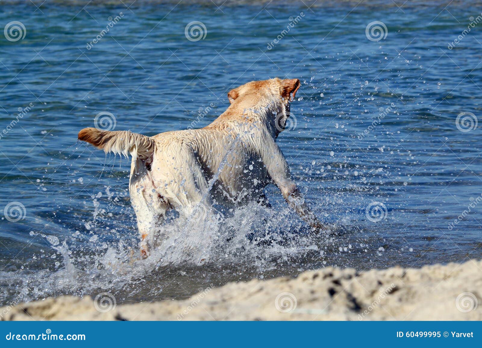 Yellow Labrador Swimming in the Sea Stock Image - Image of cute ...